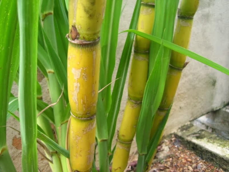 Backyard Gartner - Plant Them All!!: Tebu Hujung Minggu