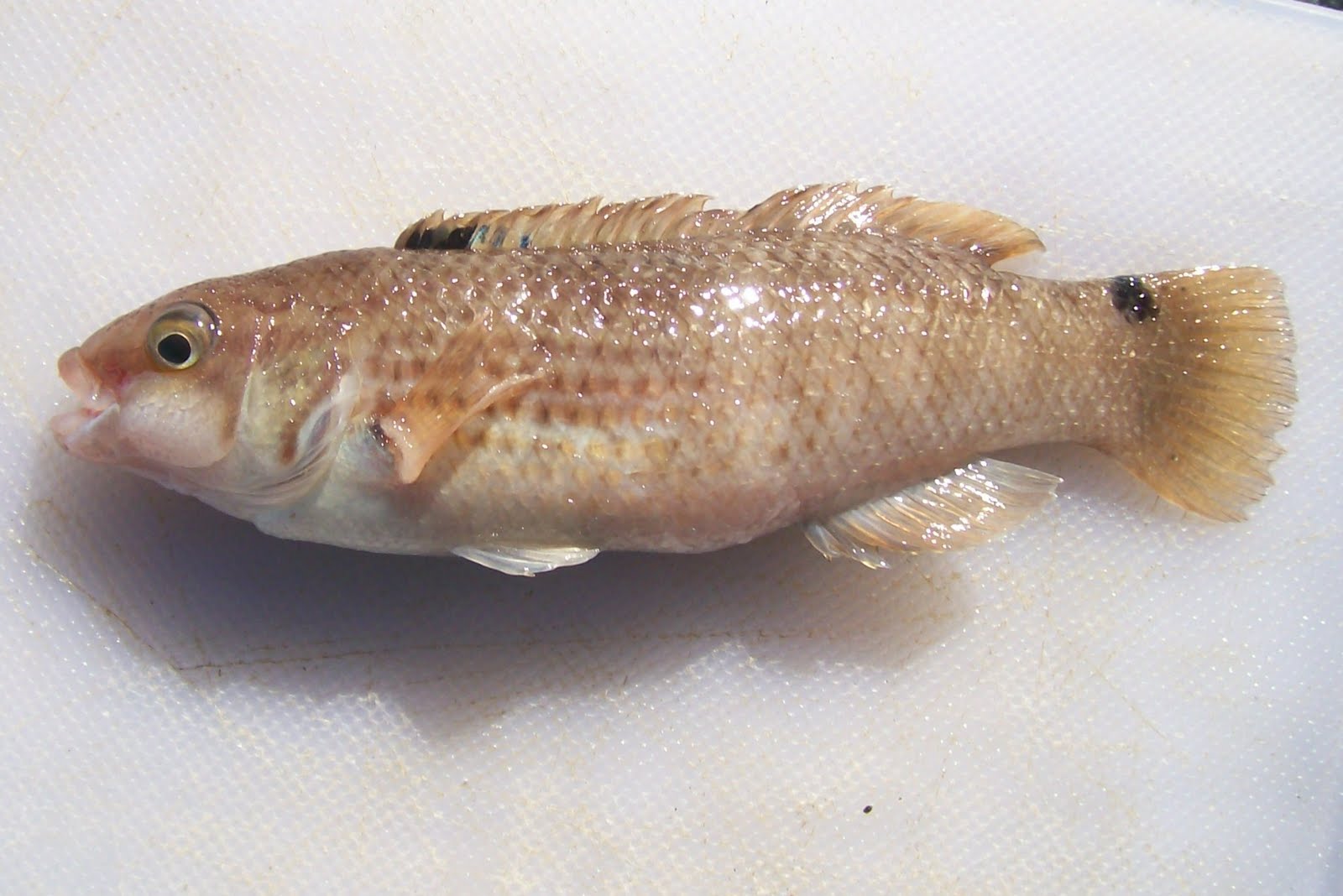 fishyfishy: Fish Identification, Wrasse.