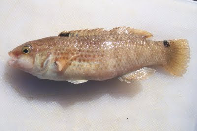 fishyfishy: Fish Identification, Wrasse.