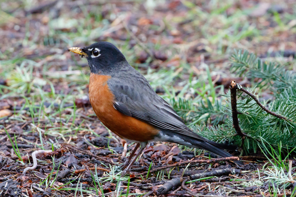 The Early Bird and the Worm