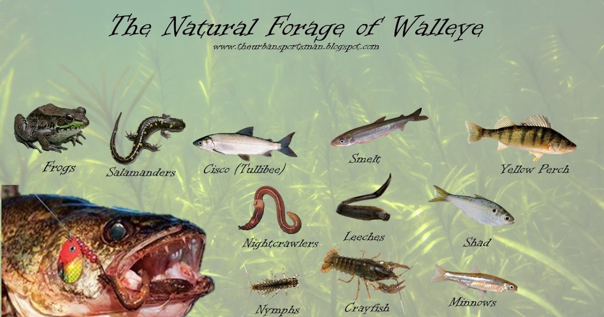 Drop A Line Outdoors, LLC: Understanding the Natural Forage of Walleye