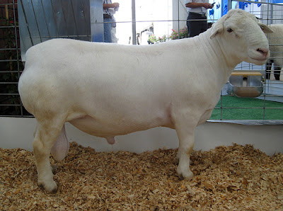 My Vegetable Garden: Fattened For Slaughter