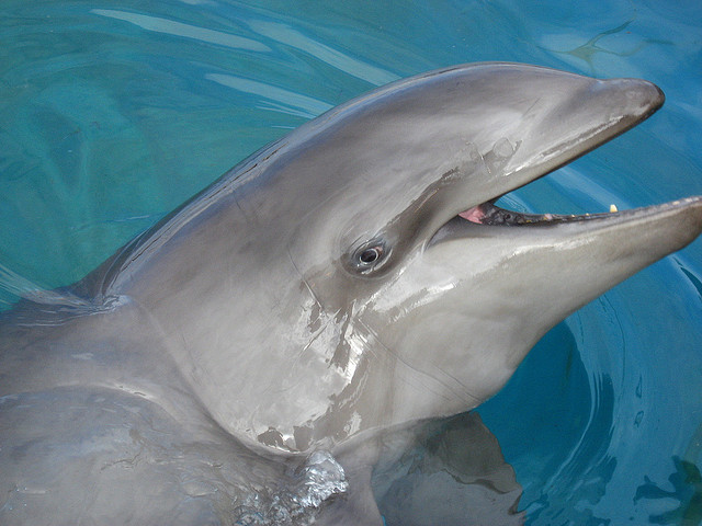 Creation - The Written Truth: HYBRIDS, CROSS BREDS, LIGERS, LIONS ...