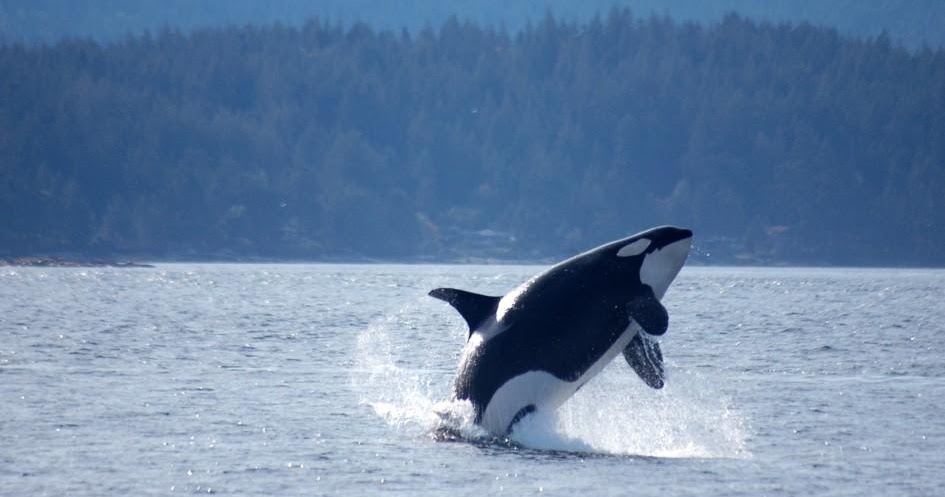 ORCA - Discoveryshow India