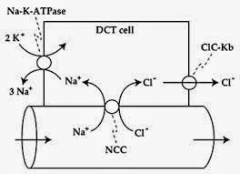 Medical Treatment Pictures-for Better Understanding: Gitelman Syndrome