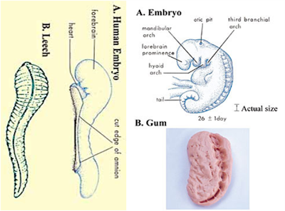 A Debate with an Atheist: The Story of Creation (16 – B): Embryo’s ...