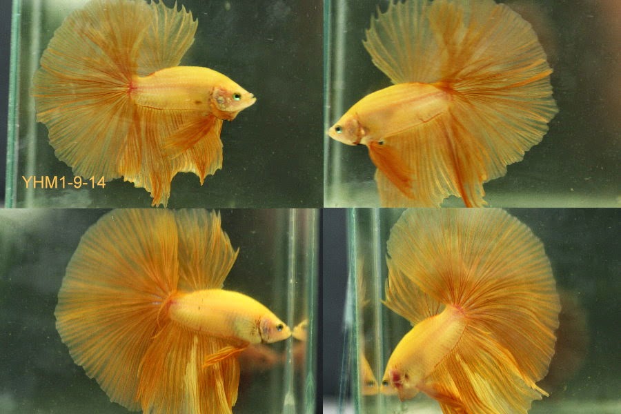 Bettazone: Betta of the week : Yellow Hm OHM - Clean body