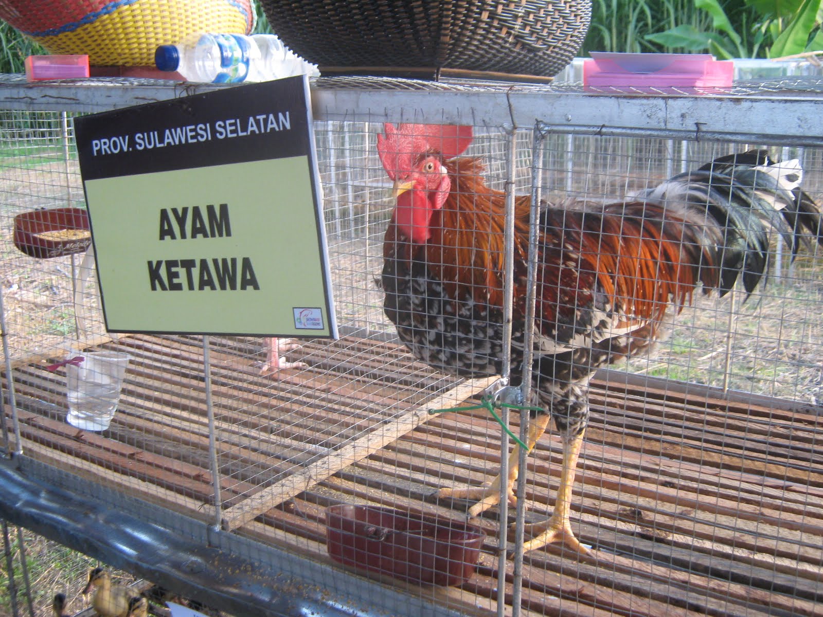 PHOTO2 JENIS AYAM DI INDONESIA – Jati.id
