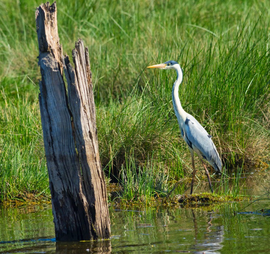 Las Aves que Viven en Chile: Garzas y Huairavos (fam. Ardeidae) en ...