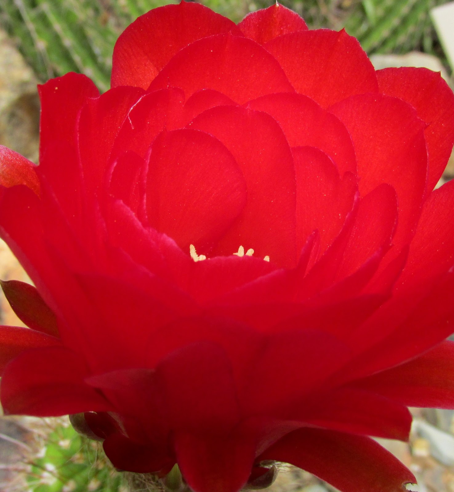 In the Sonoran Sun: A Bloomy, Herpy, Birdy Day