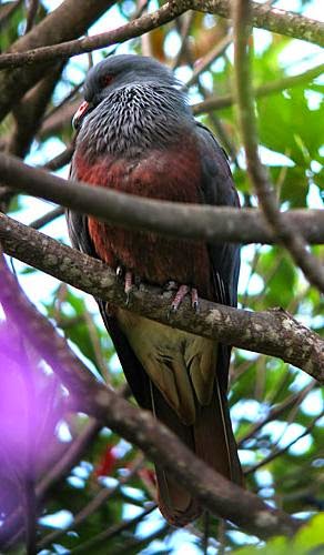 Tierra de cigueñas: Dúcula Goliat (Ducula goliath)