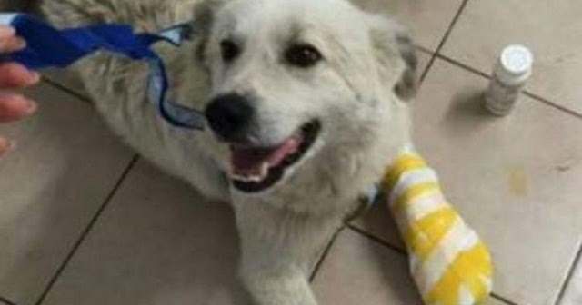 BRUTAL: Perro rescatado luego de que malvivientes le cortaran su pata a ...