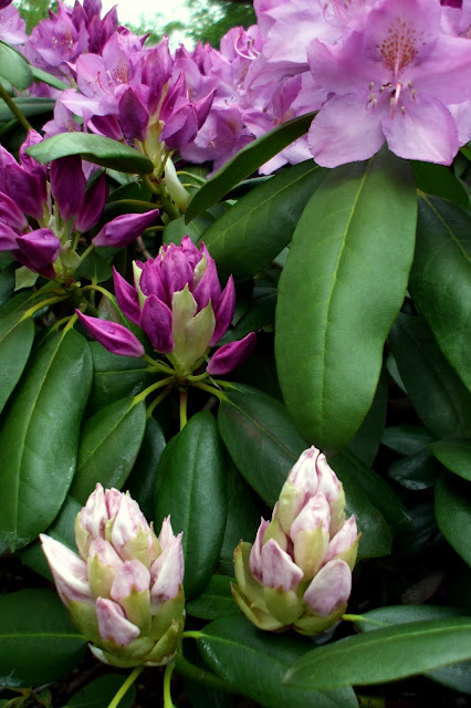 A Rose in the Garden: The Rose Tree - Rhododendron and a few azalea cousins