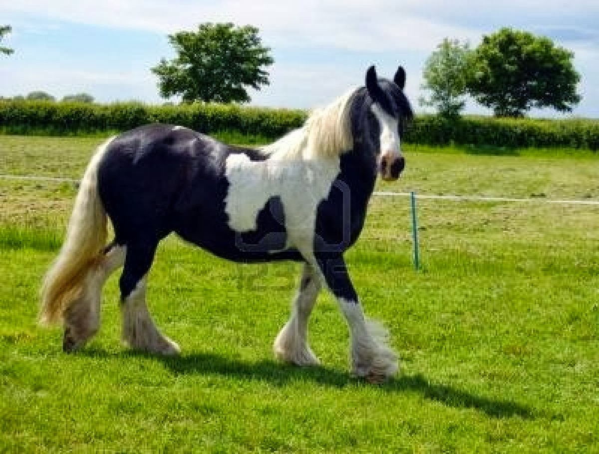Las Mariposas Vuelan: CABALLOS RAROS