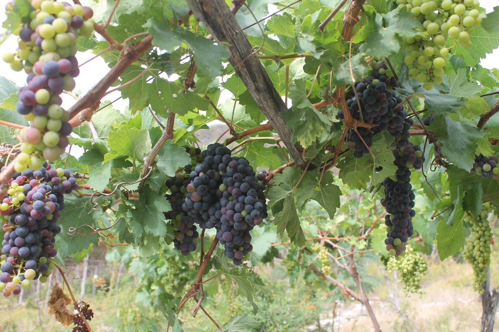 En Neiba, SOCUDEBA apuesta a la uva tempranillo para desarrollar vino ...