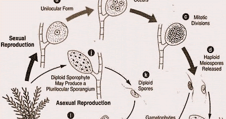 Ectocarpus Life Cycle