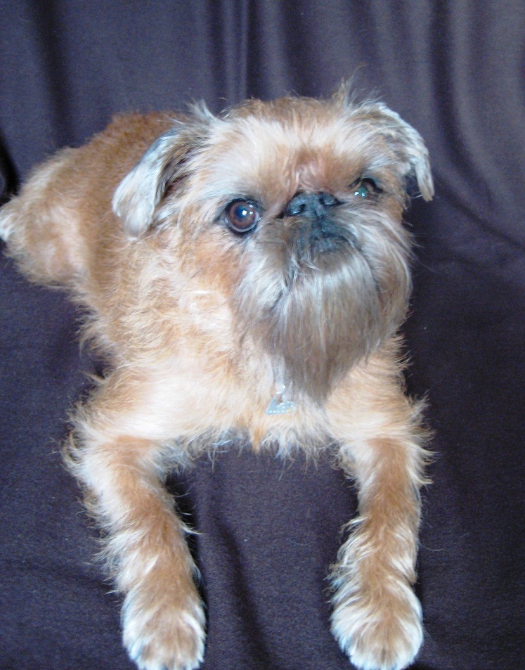 Brussels Griffon Dog Pictures | Toy Dog Breeds Pictures and Information