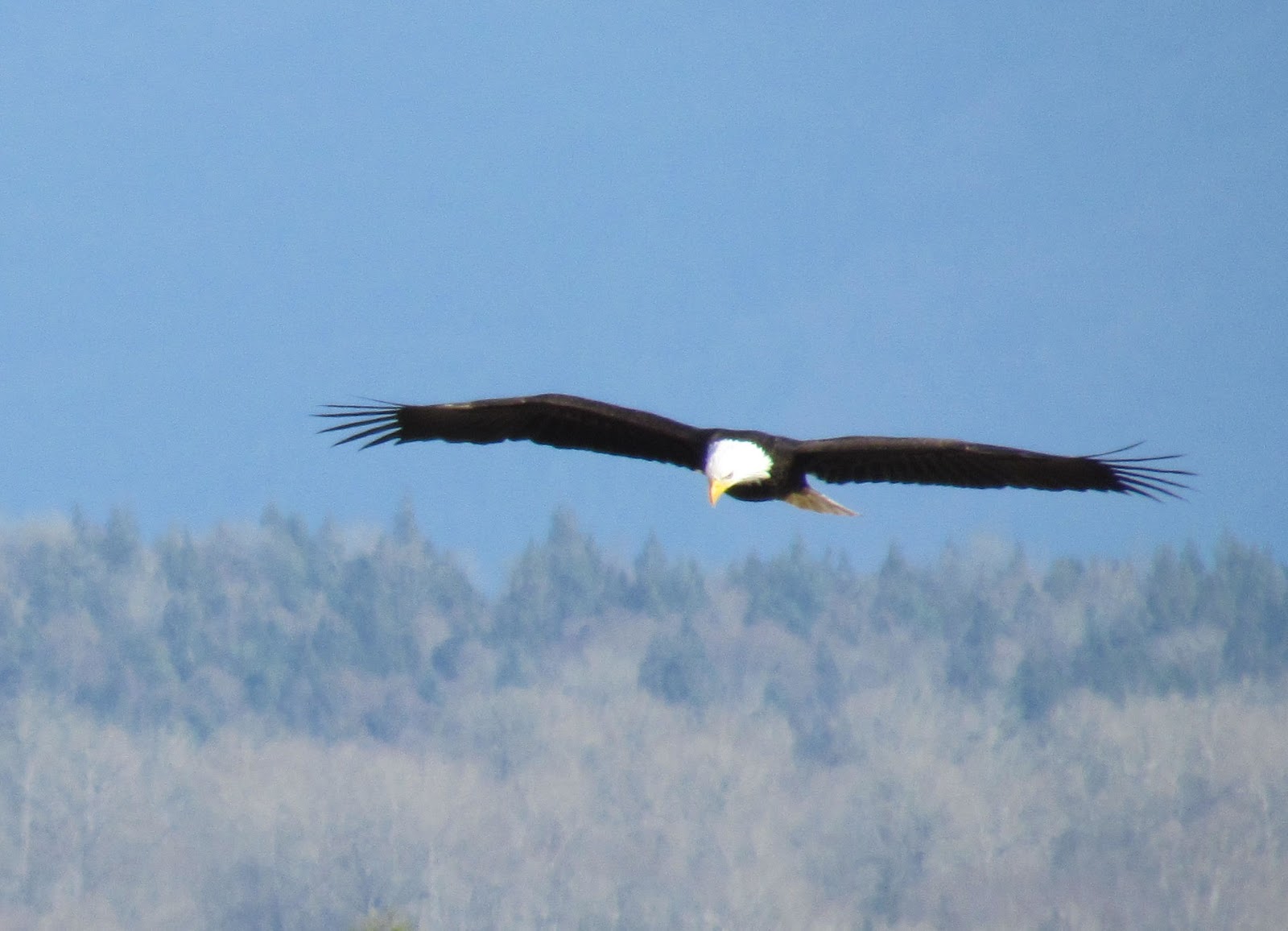 Scene Through My Eyes: Weekly Top Shot - Eagle Flying