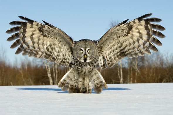Most Beautiful Pictures: Top 10 Most Beautiful Owl's.