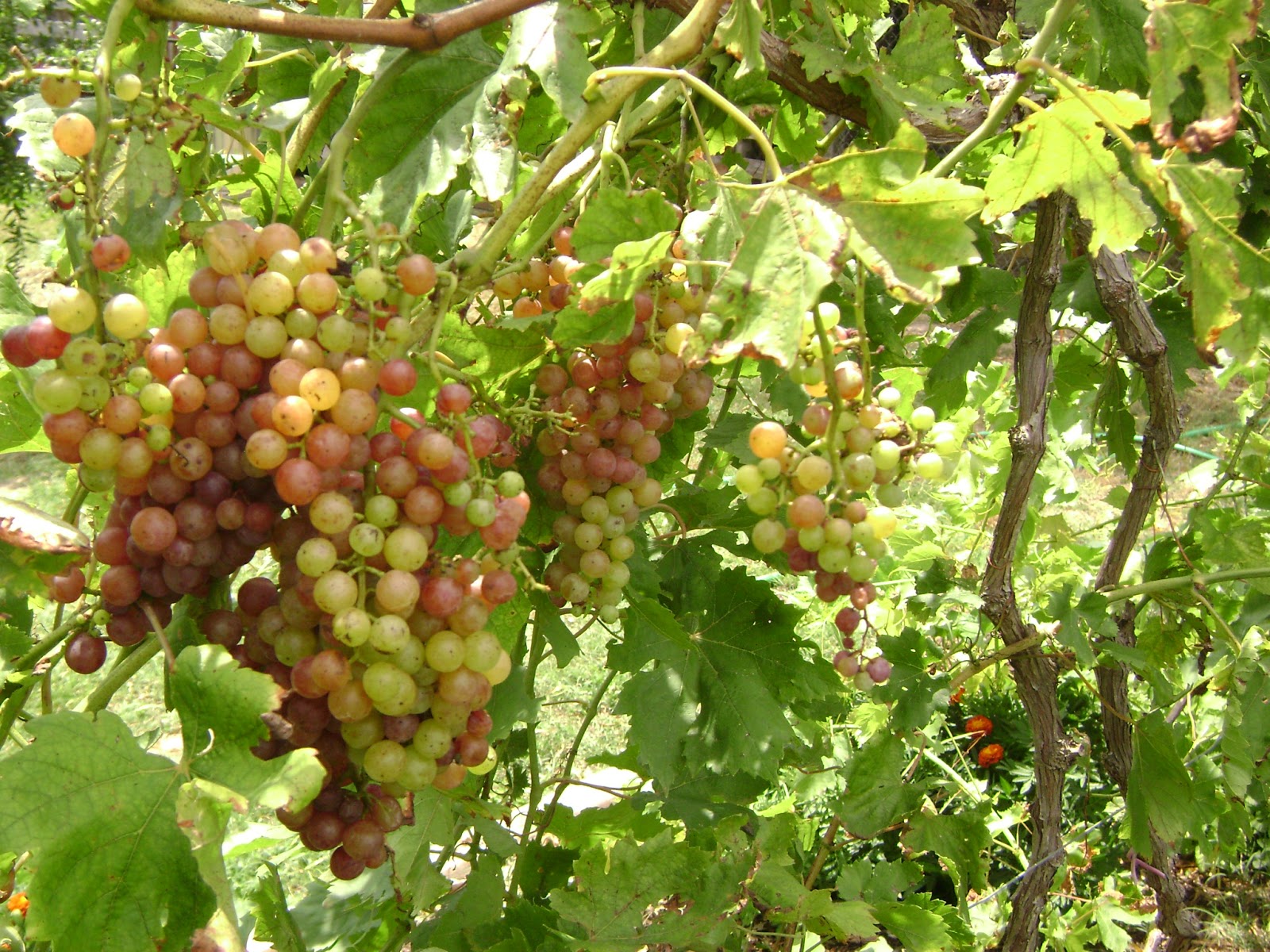 TSG: Creating Diversity Amongst The Grapevines