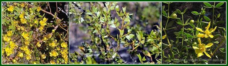 YUYOS DEL CAMINO: La Jarilla. | Huellas Cuyanas