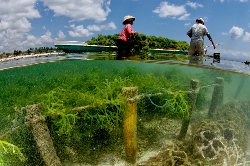 Export Portal: The Development of Seaweed Industry in Indonesia