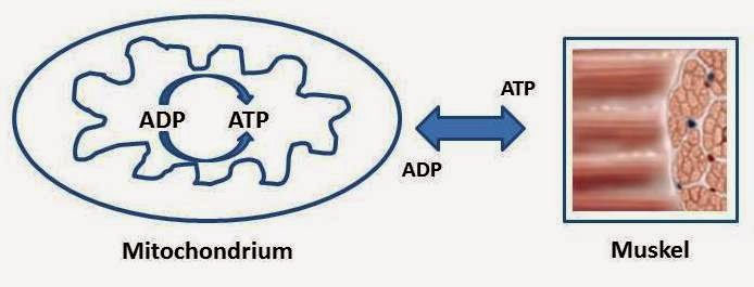 Der Laufgedanke: Von Mitochondrien, Glykogen & Adenosintrisphospat