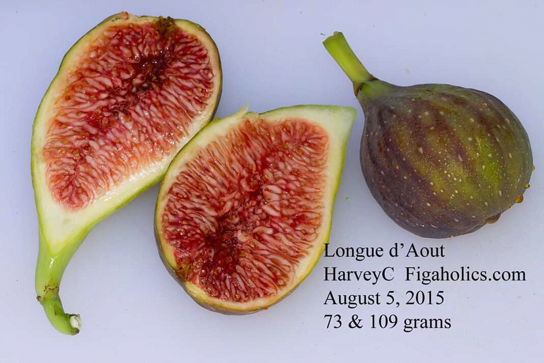 Longue D' Aout Fig - Var Tin