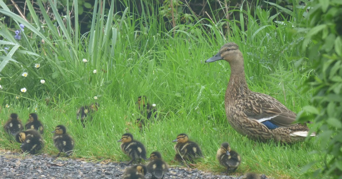 My Quiet Life in Suffolk: The Ducks Came Back