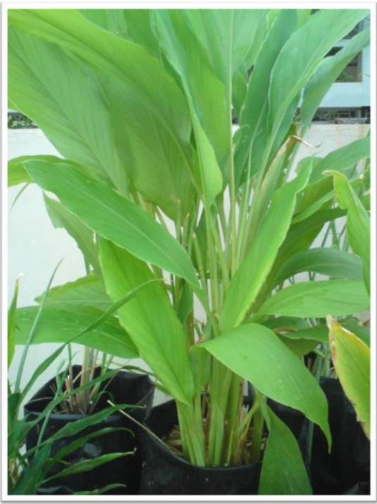 ** sWeEt ToUcH **: My Edible Garden: Tanaman herba...