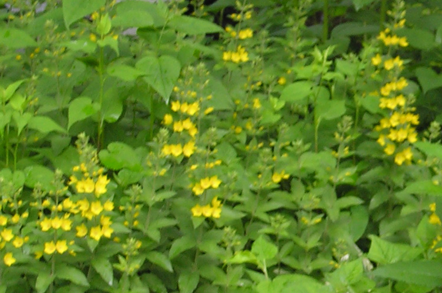 Recreating Eden: Saturday Photo: Balm for Bees, and the Eyes