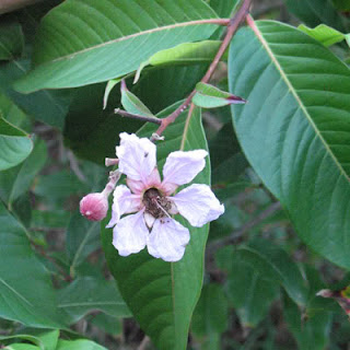 Halamang Gamot - Banaba - KeyzoneBlog