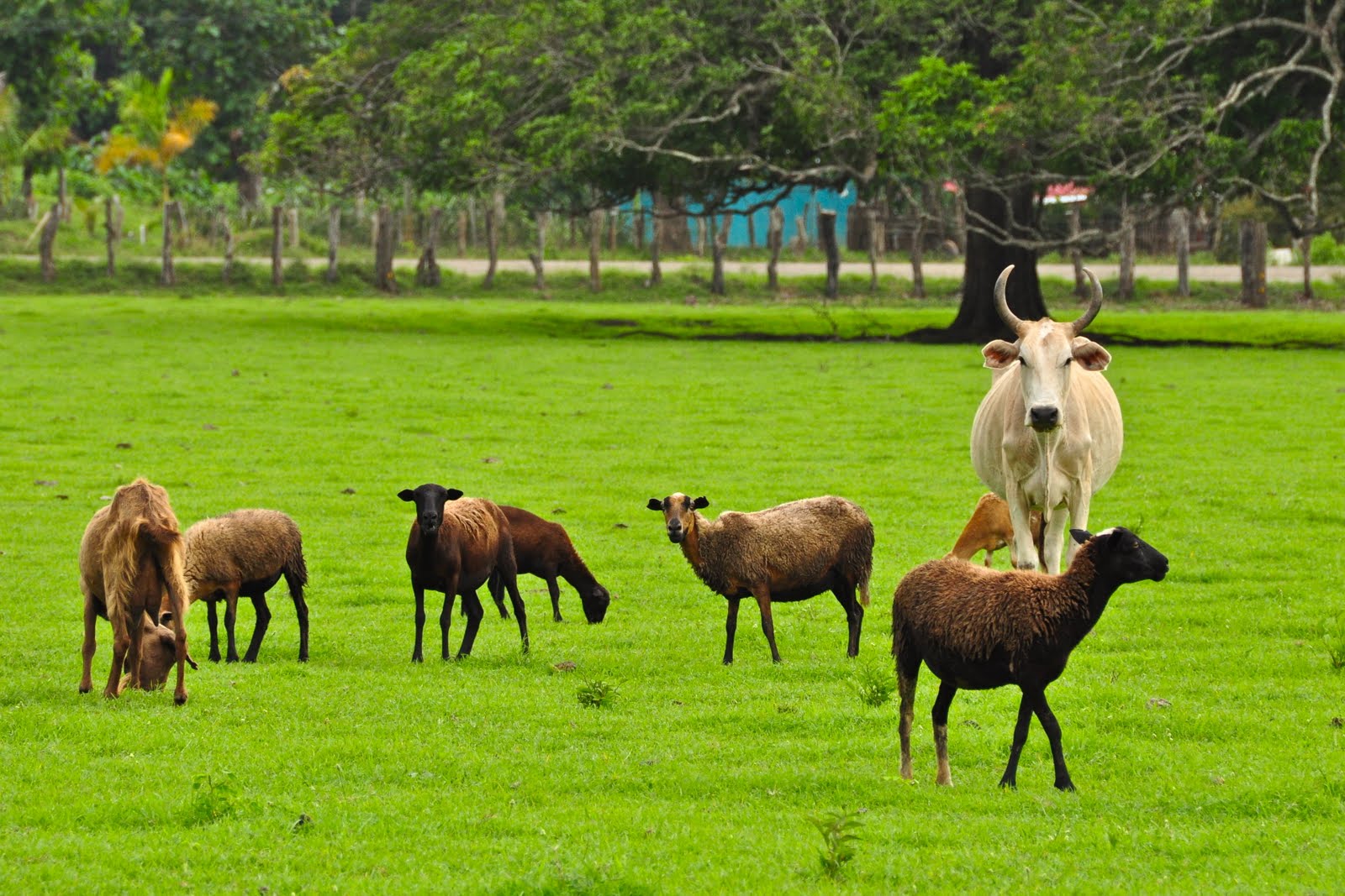 Tamarindo, Costa Rica Daily Photo: Sheep