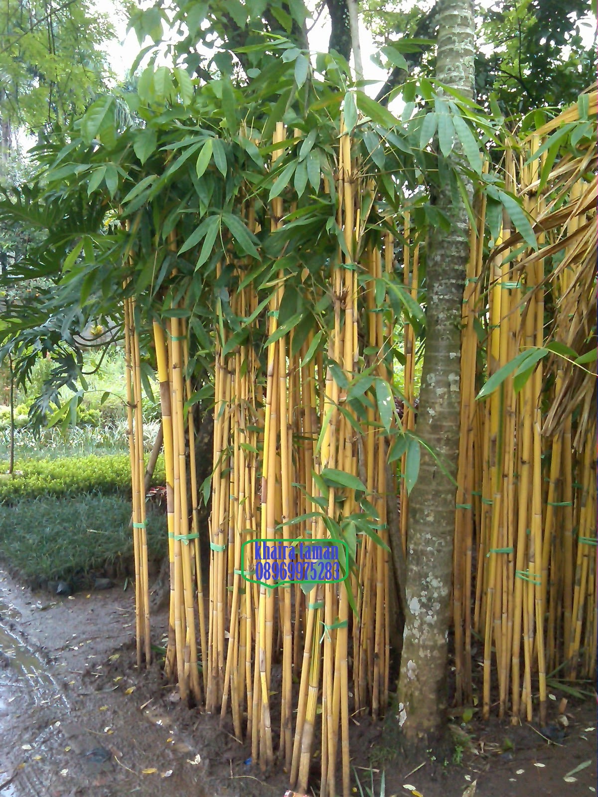 BAMBU KUNING | BERKAH TAMAN