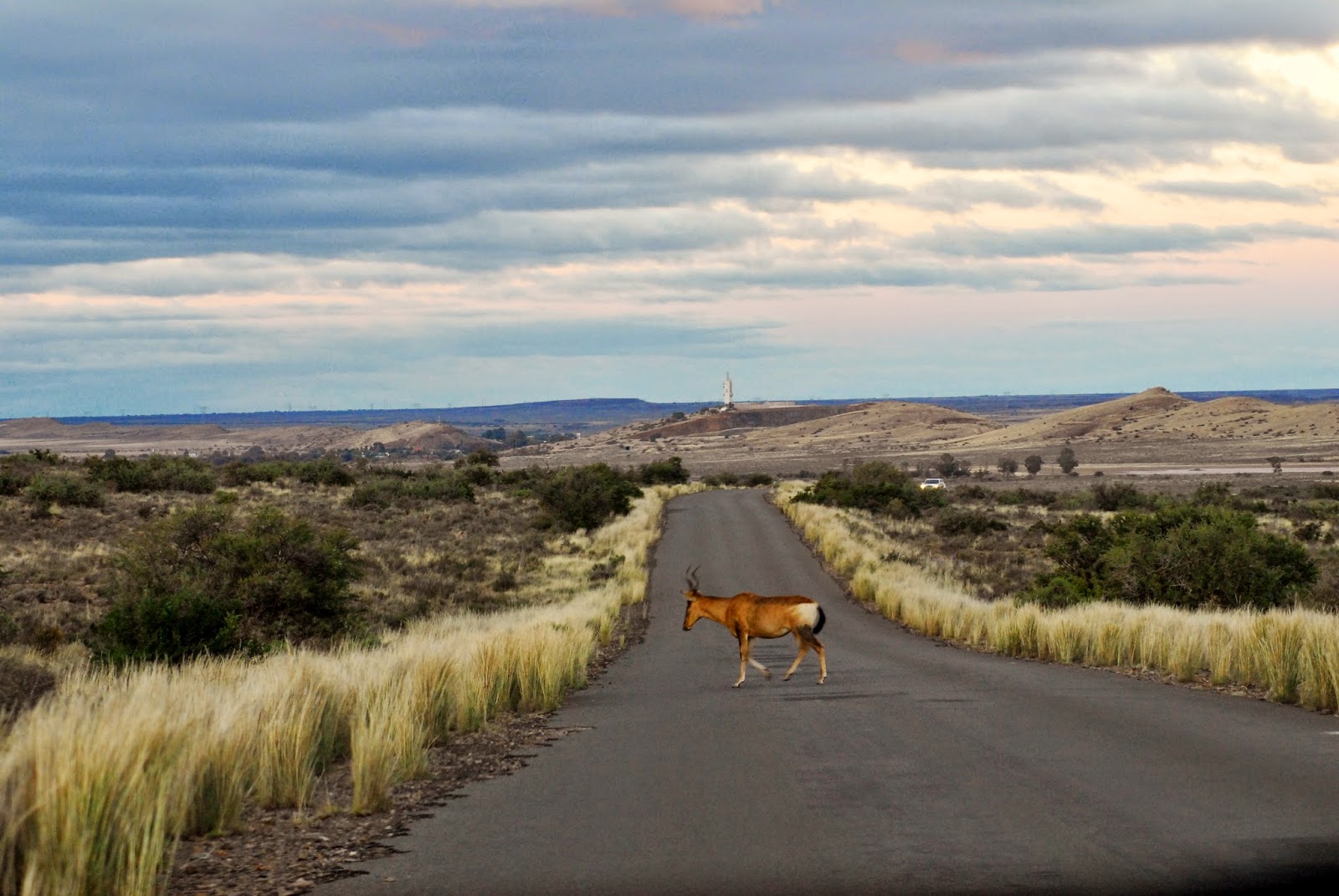 The Great Wildebeest Migration: The Great Karoo
