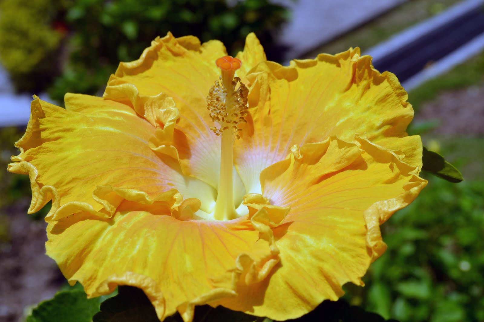 About Anything and Everything: Zamboanga City: Jardin de Maria Clara ...