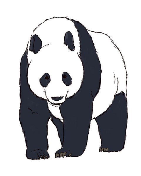 Pencil sketches and drawings: How to Draw Realistic Panda Bears