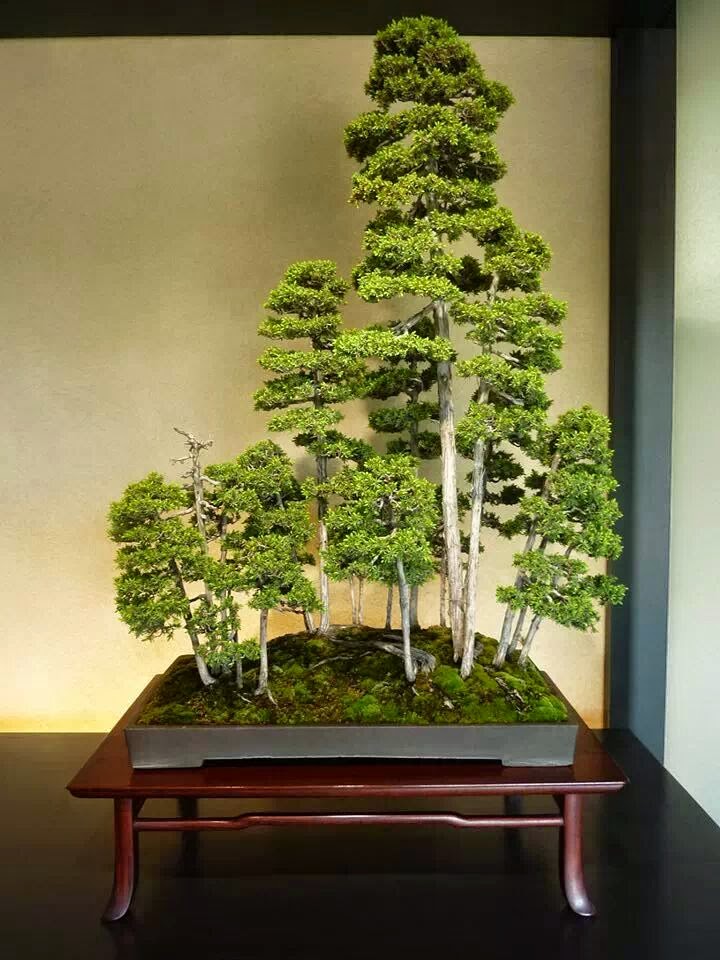 Exposiciones Bonsái: Recopilación de Bonsáis estilo Bosque (1)
