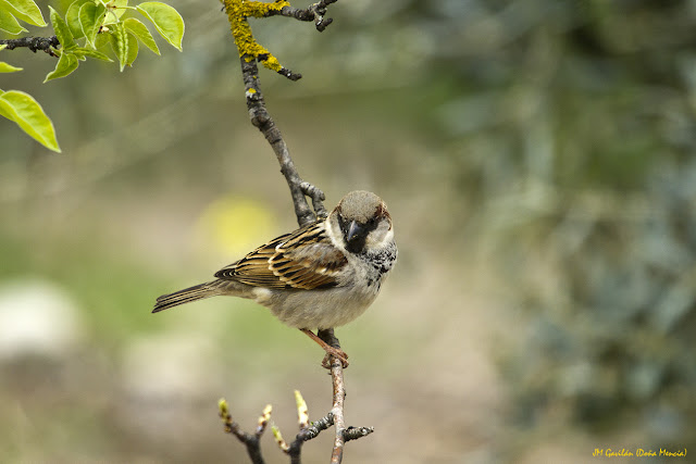 Fotografía de Naturaleza - JM Gavilán: Gorrión común (Passer domesticus)