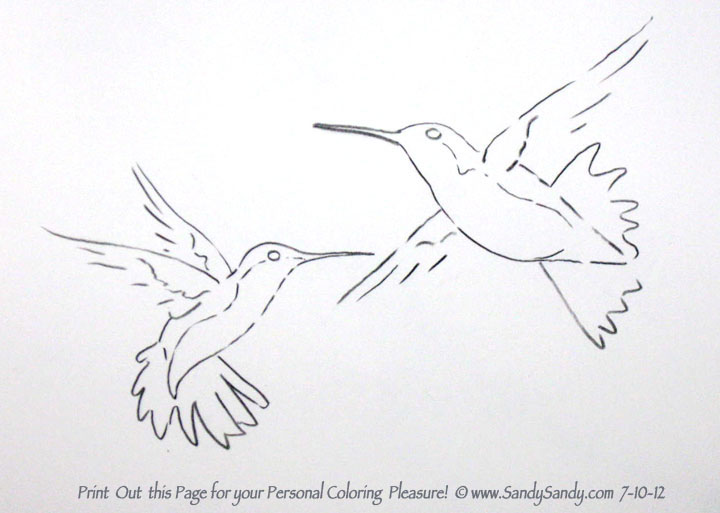 *Sketching Every Day*: Drawing Plants and Animals