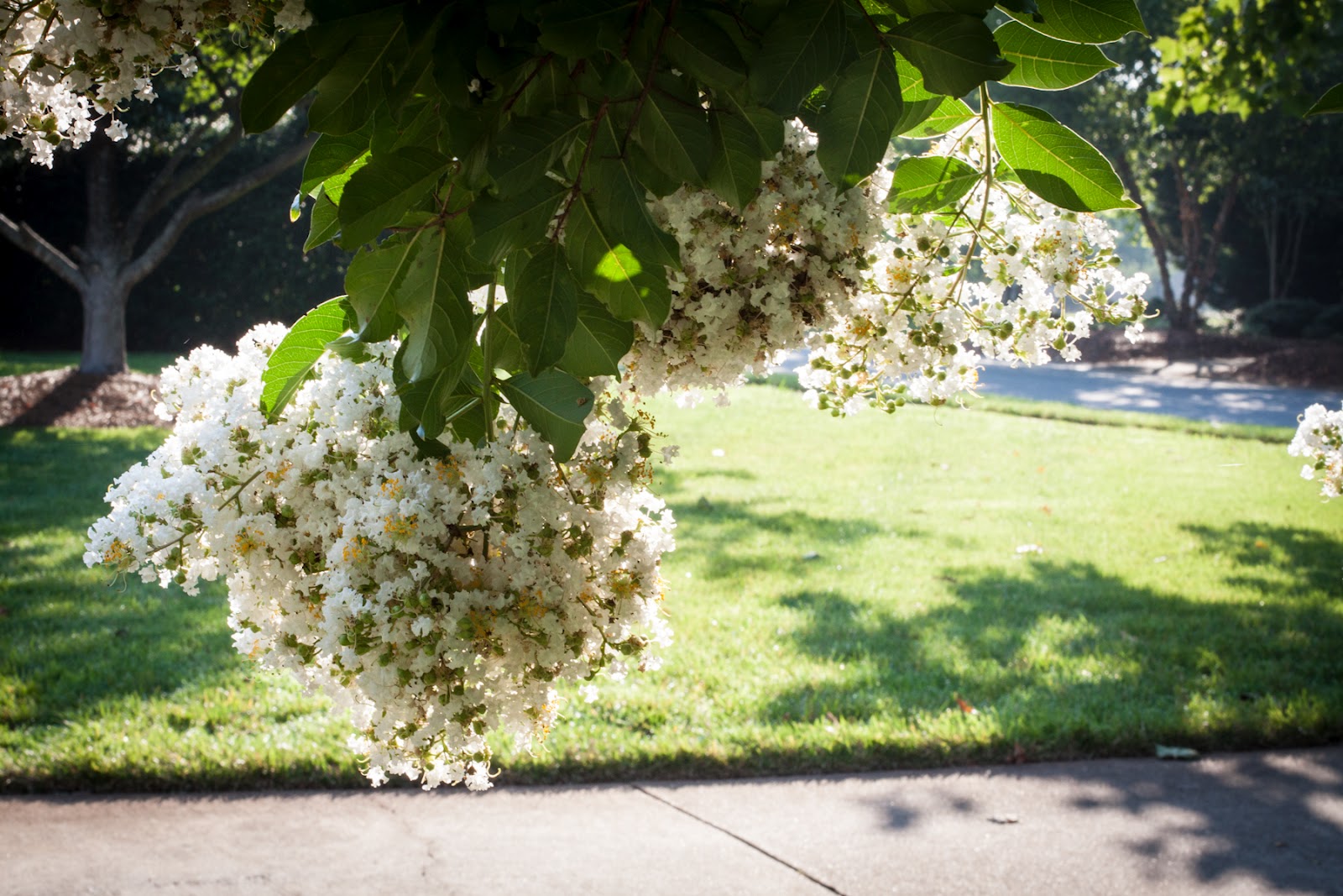 .: July 5 - White Crepe Myrtle Blooms