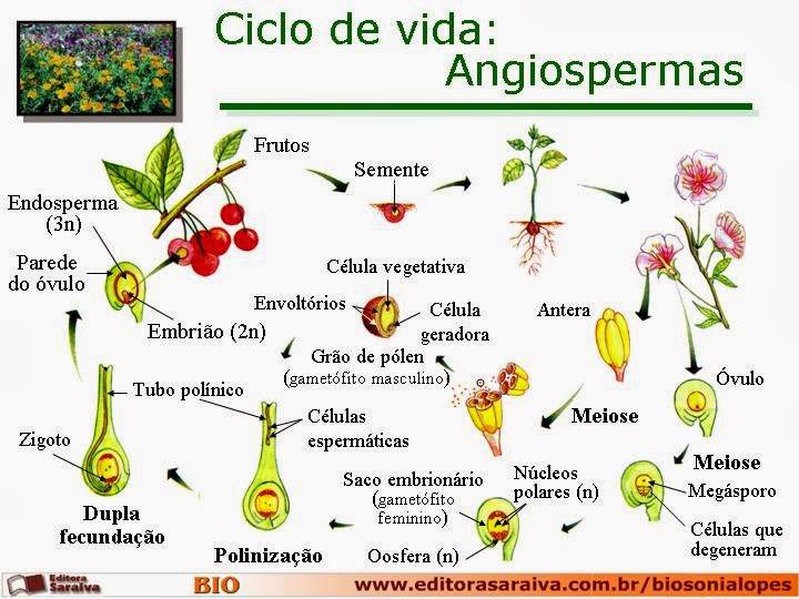 Botanica: RECONOCIMIENTO DEL FRUTO