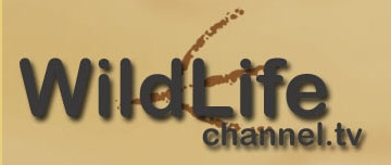 WILD LIFE CHANNEL TV ~ MOVIE CLUB TV ONLINE