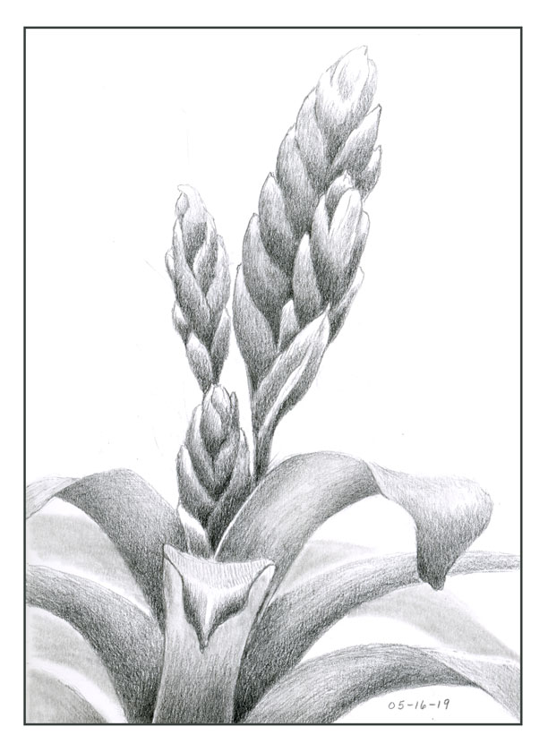 sbwatercolors and sketching: Bromeliad in Graphite