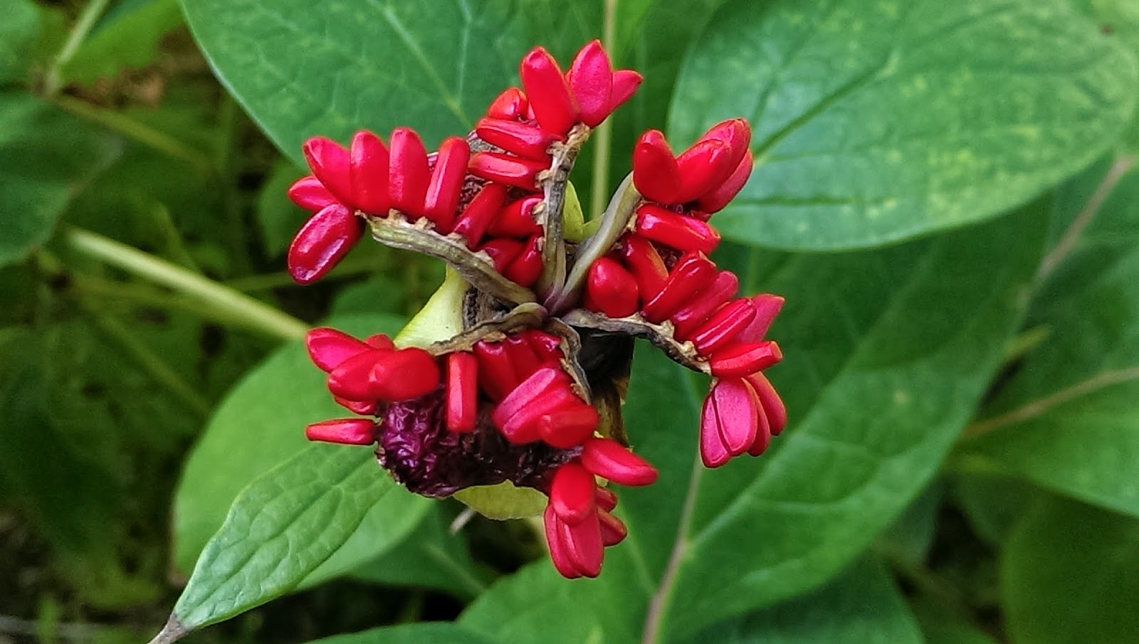 The Outlaw Gardener: A September Stroll around Old Goat Farm