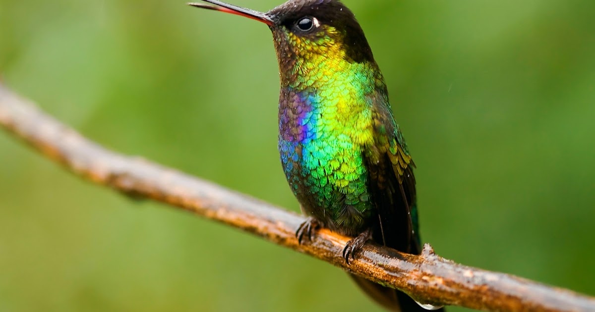 Medusa's Kitchen: Hummingbird Heart