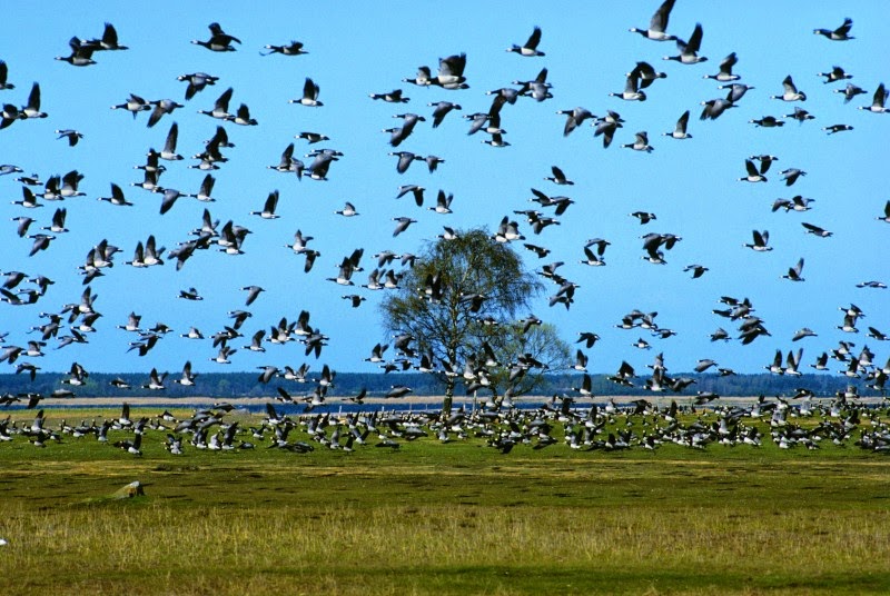 INSTITUTO DE BIOLOGIA & INGENIERIA DE ECOSISTEMAS: EL MILAGRO DE LA ...