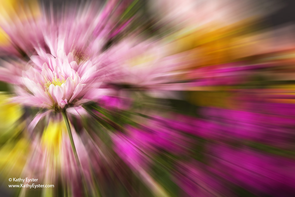 Flower Impressions -- Zooming Part II