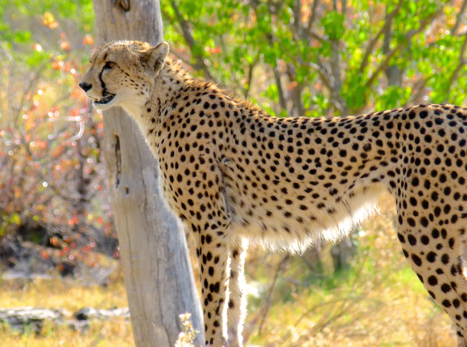 Jeanette's Big Blog of Animals: Cheetah! Cheetah! Cheetah!