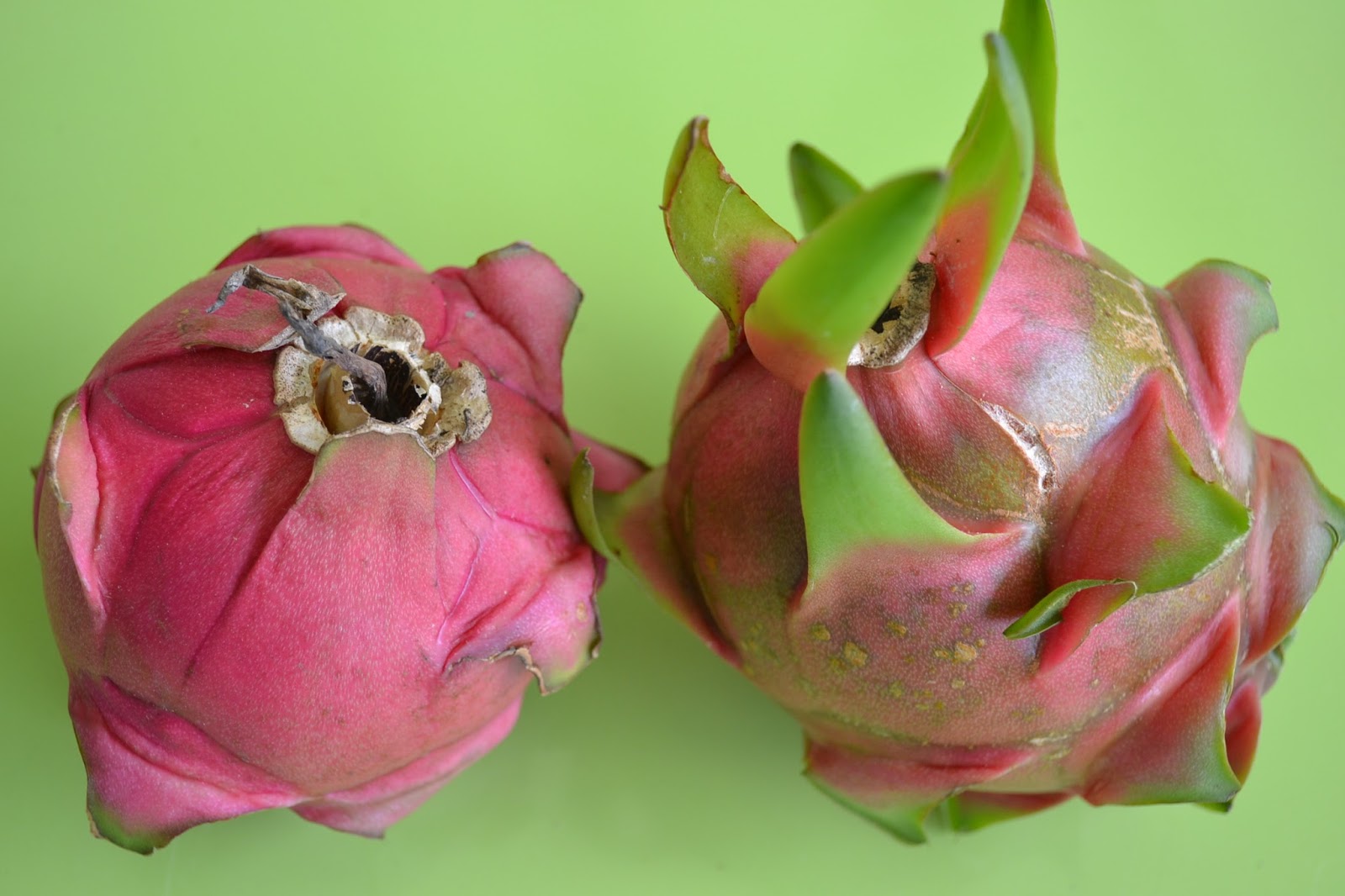 A LA DECOUVERTE DU PARADIS VERT: LE PITAYA
